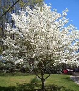 10 Best Fertilizer For Dogwood Tree