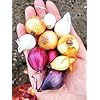 Amazon.com : TomorrowSeeds - 3 Colors Mix Onion Sets (Starter Bulbs ...