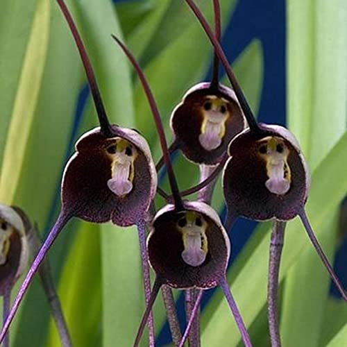 Faszinierend Was Kostet Eine Affengesicht Orchidee Bilder