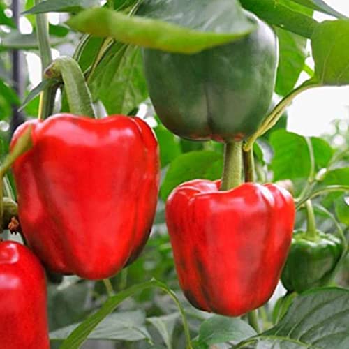Red capsicum plant, plant red capsicum (pack of 1) : Amazon.in: Garden ...