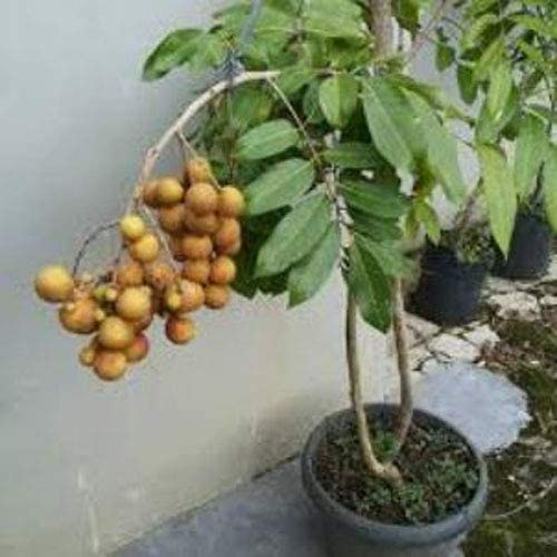 Cloud Farm Live Rare Dwarf Longan Fruit Plant, Thailand Variety Healthy ...