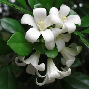 Creative Farmer Tropical Plants Vengarai - Murrayya Exotica Jasmine ...