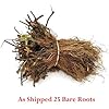 Amazon.com : Burpee ' Seascape' Strawberry Fruit | 25 Bare Root, Plants ...
