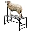Amazon.com : VEVOR Sturdy Sheep Stand - 51x23 inch Metal Livestock ...