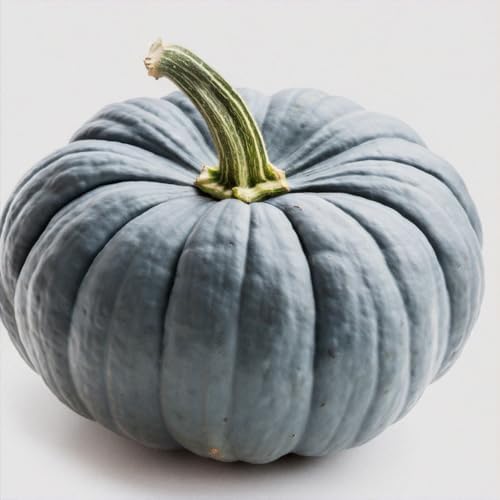 Amazon.com : True Blue Pumpkin Seeds | 20 Seeds Packet | Blue ...