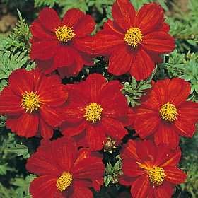 Amazon.com : Cosmos Sunny Red 1,000 Seeds : Patio, Lawn & Garden