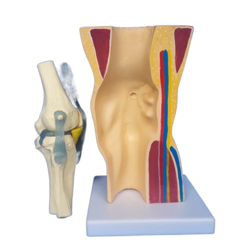 Buy Liseal Removable Curved Simulation Skin Muscle Kneecap Meniscus ...