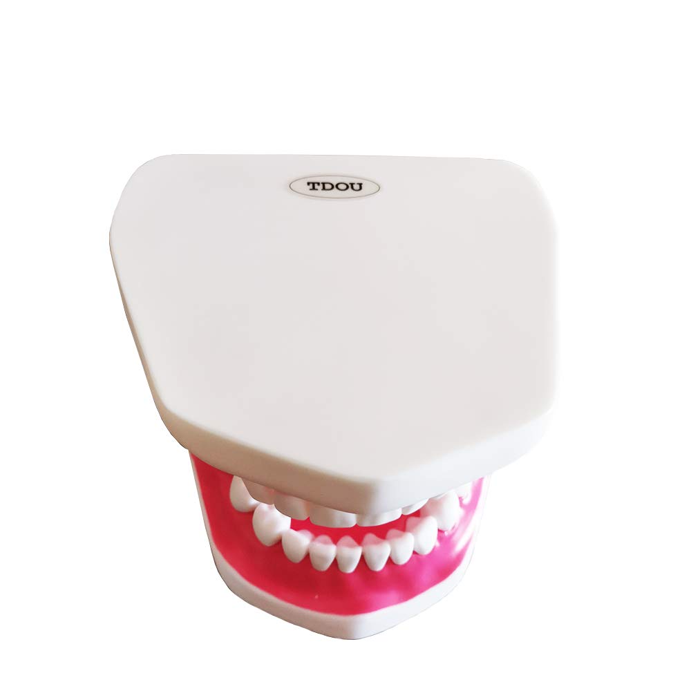 Dental Standard Six Times Teeth Model Dental Teaching Models ...