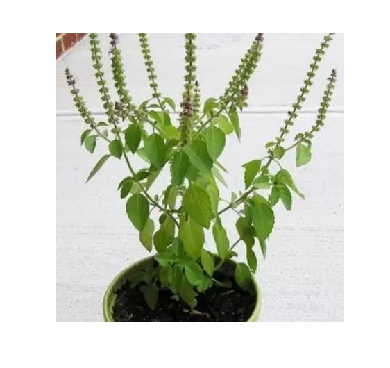 Live Tulsi Plant (Pack of 1) Plant with Cocopeat and Plastic Pot AGROOA ...