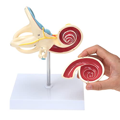 Snapklik.com : Inner Ear Model, Cochlear Semicircular Canal And ...