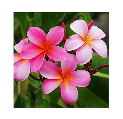 Plants Villa Live Champa/Plumeria/Champak Pink Flower Plant With Pot ...