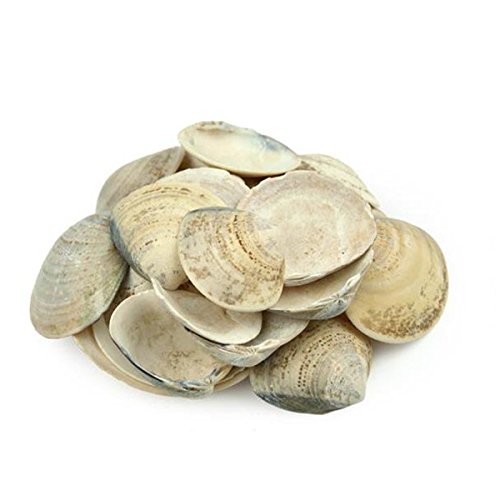Amazon.com : Chinese clam shell sea clam shell clams in 500g : Grocery ...