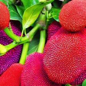 Everfit Agro Hybrid Thailand Pink Jackfruit Plant. 1 Live Grafted Red ...