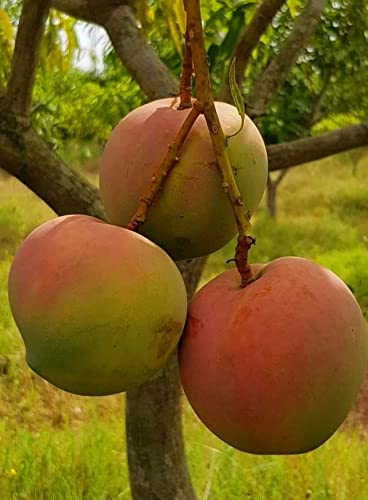 Garden Fields Rumani Mango Plant-Grafted Variant. : Amazon.in: Garden ...