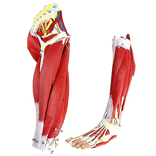 KH66ZKY Human Lower Limb Anatomy Model - Life Size Muscle Leg - Want It All