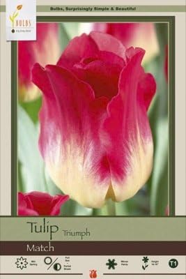 Amazon.com : Honeyman Farms 1746 Tulip Match Pack of 10 Bulbs ...