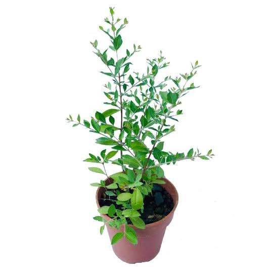 V K GLOBAL Live Mehndi Plant | Natural Henna mehndi Herbal Plant I with ...