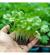 Amazon.com: SEBIOLA Caladium Seeds 300 Count – Striking Black-Edged Red ...