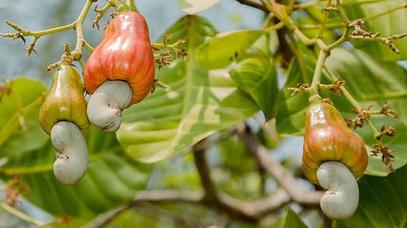 Kaju plant grafted (Pack of 1) : Amazon.in: Garden & Outdoors