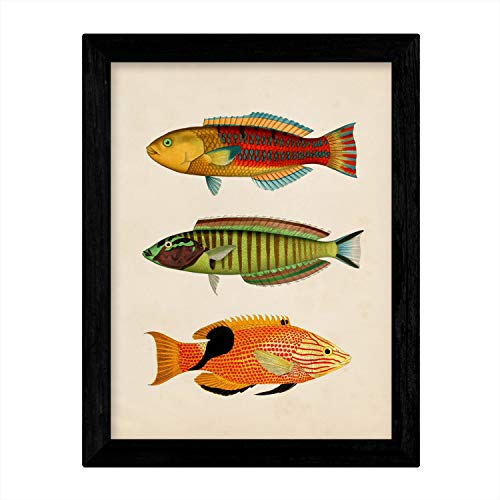 Set 4 sheets of fish vintage colorful effect. Baltic. Composition of 12 ...