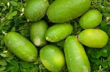 Gondhoraj Lemon Plant Beautiful Original Variety Healthy and Hybrid ...