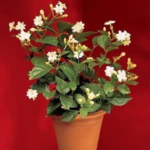 Cloud Farm Arabian Jasmine/Beli Flower/Mogra Flower/Double Petal Live ...