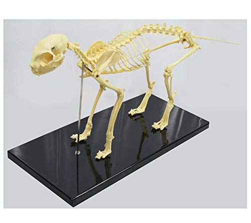 IntBuying Education Model Cat Feline Skeleton Anatomical Standard Size ...