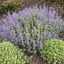 Amazon.com : New Fresh 50pcs Persian Catmint Nepeta Racemosa Flower ...