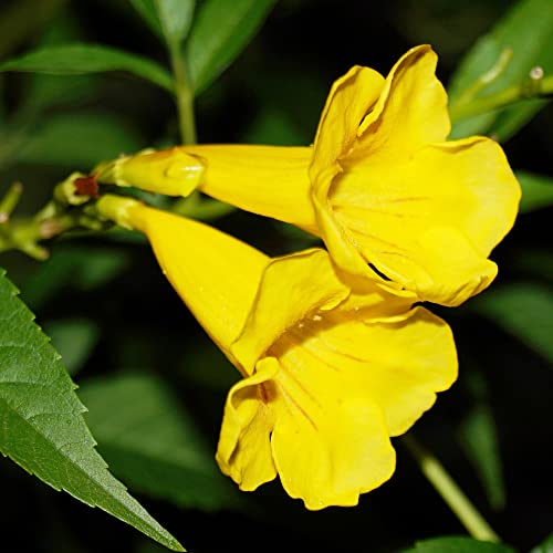 Tecoma stans - How to grow & care