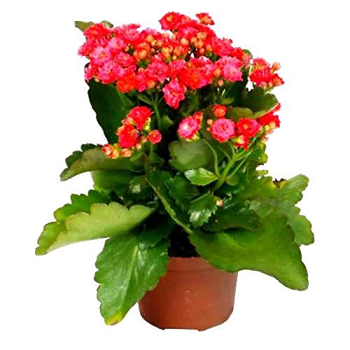 Mphmi Nursery Delhi NCR Calanchchu Red Double - Kalanchoe Plant ...