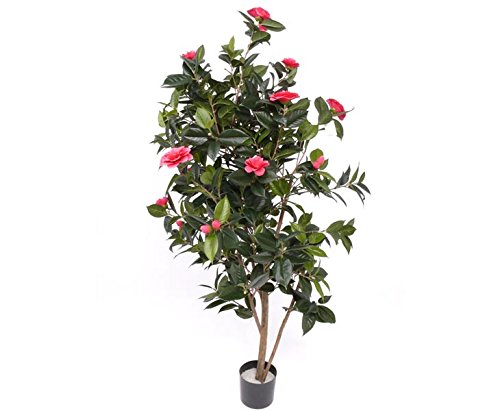 Camellia Japonica Tree Camellia Japonica Japanese Camellia