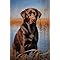 Amazon.com: Goiancy Brown Labrador at Lake Diamond Painting Kits for ...