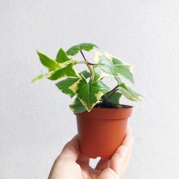Mphmi Plants Variegated Wax Ivy Senecio macroglossus variegatus plant ...