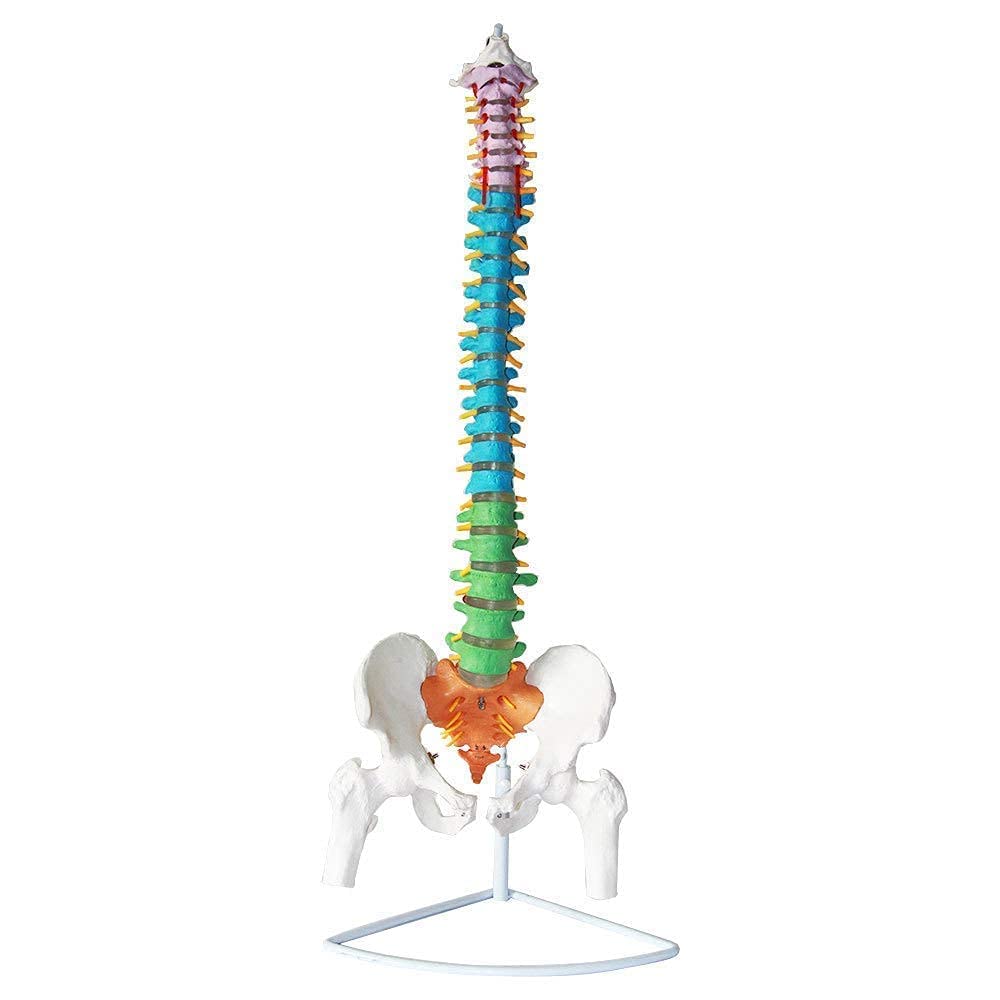 Buy FGVBC Assembly Human Spine Model, 80CM Anatomical Spine Model with ...