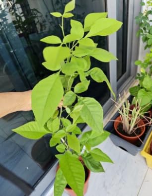 Original Bael Patra Leaf Bel Tree|Bilva Patra|Bel Patra (Aegle Marmelos ...