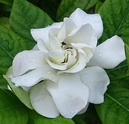 CHILLATAI பாரிஜாதம் பூ செடி/Parijatham Flower Healthy Live Plant ...