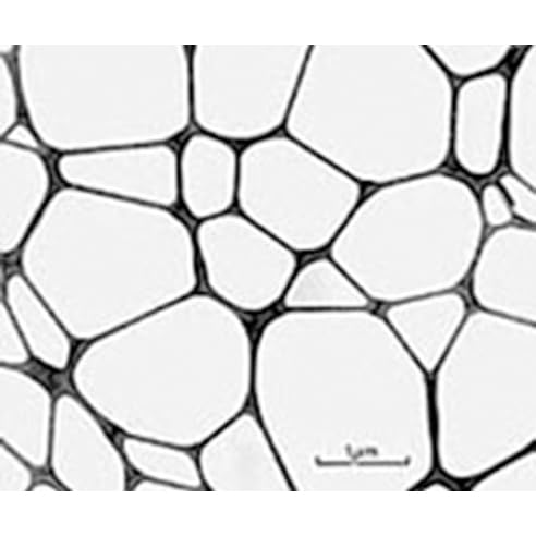 Chempure® Lacey Formvar/Carbon TEM Grids 200 Mesh Copper | Pelco ...