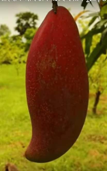 Green view "Red Ivory Mango" Live Amba fruit plant Grafted hybrid new ...