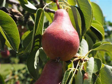 THE PLANT BAZAR - Dwarf Pear Fruit Live Plants - Hardy Varieties for ...