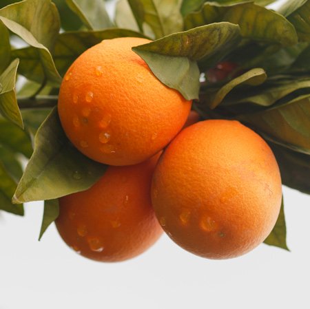 M-Tech Gardens Midknight Valencia Orange Fruit 10 Seeds Citrus Tree ...