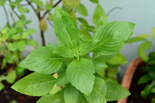 Gachwala Tulsi Plant Live (Lemon Tulsi), Herbal Plant, Holy Basil Plant ...