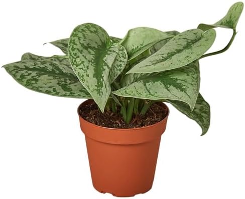 Amazon.com : Satin Pothos - Live Plant in a 4 Inch Pot - Scindapsus ...
