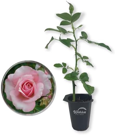 Amazon.com : Lagerfeld Rose Bush - Live Starter Plant in a 2 Inch Pot ...