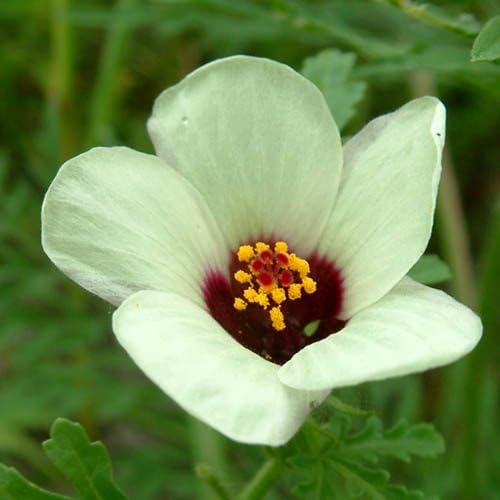 25 Hibiscus Trionum, 'Simply Love' Venice Mallow, Flower-of-an-Hour ...