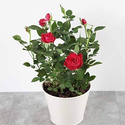 A&S Plant Red Rose Natural Live Indoor Plant with Plastic Pot for ...