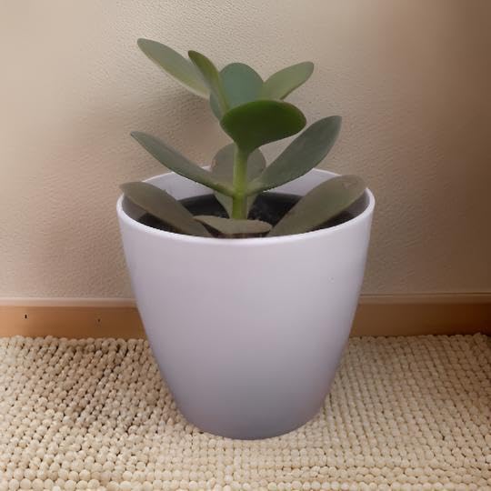 Kuberakshi Plant in Table Top Pot | Crassula ovata | Trending Vastu ...