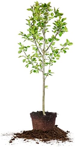 Amazon.com : 2 to 3 Feet Tall, Asian Pear Tree Live Plant, Live Pear ...
