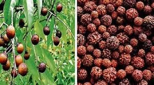 Himalayan Rudraksha Plant (Original Variety Pack Of-1) Healthy Plant ...