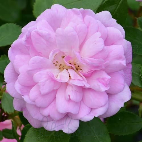 Peter Beales Roses UK Ghislaine De Feligonde Rambling Rose, Orange ...