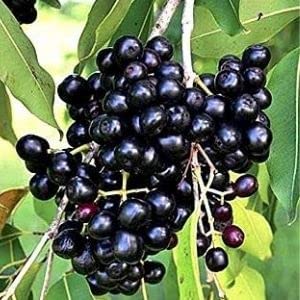 ShopCaart Sweet Black Jamun/Kalo Jam,kala Jamun Grafted Plant Rear ...